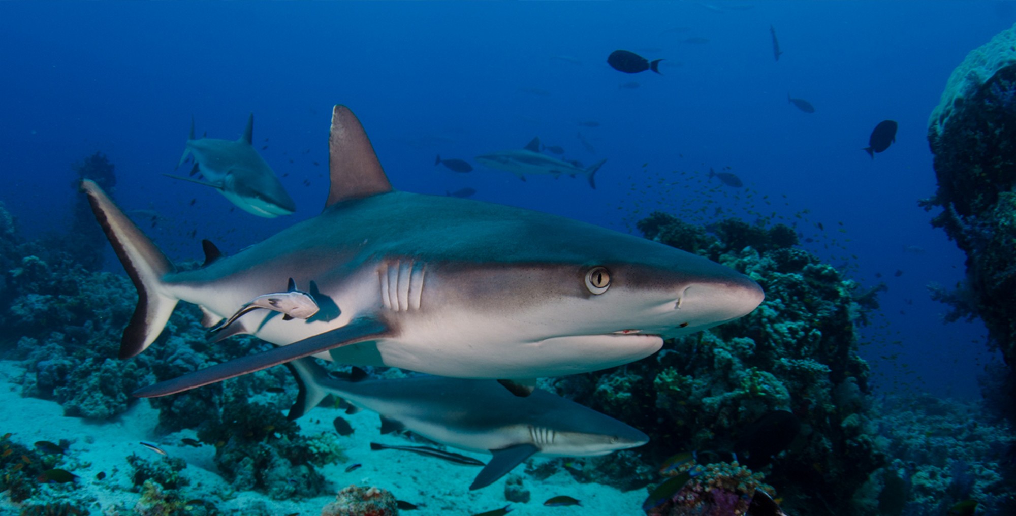 requins - Spots d'Evasion
