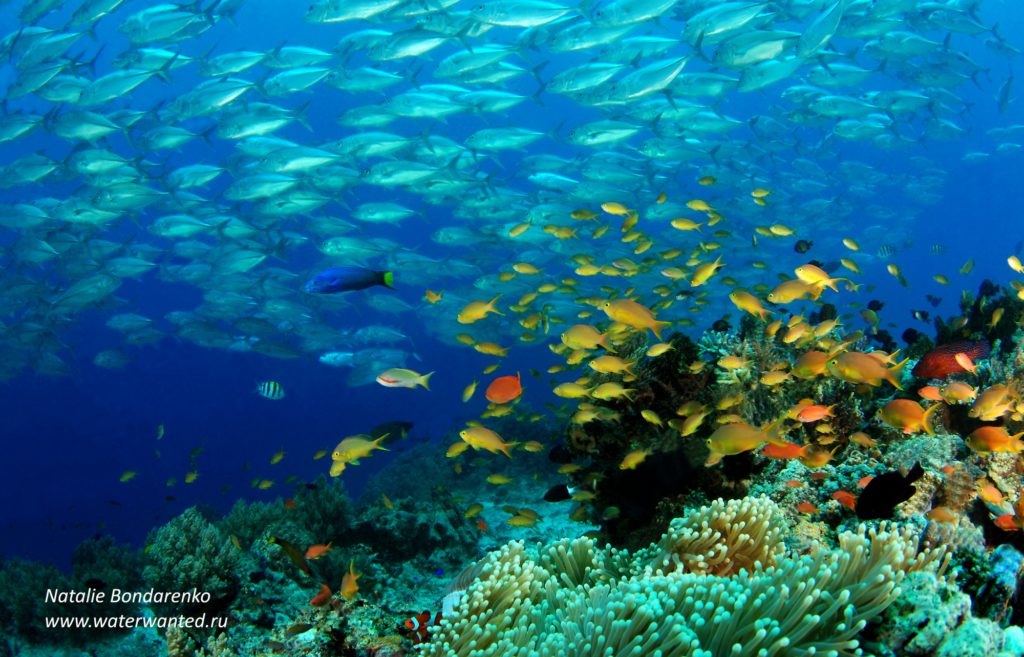 panglao island at balicasag reef - Spots d'Evasion