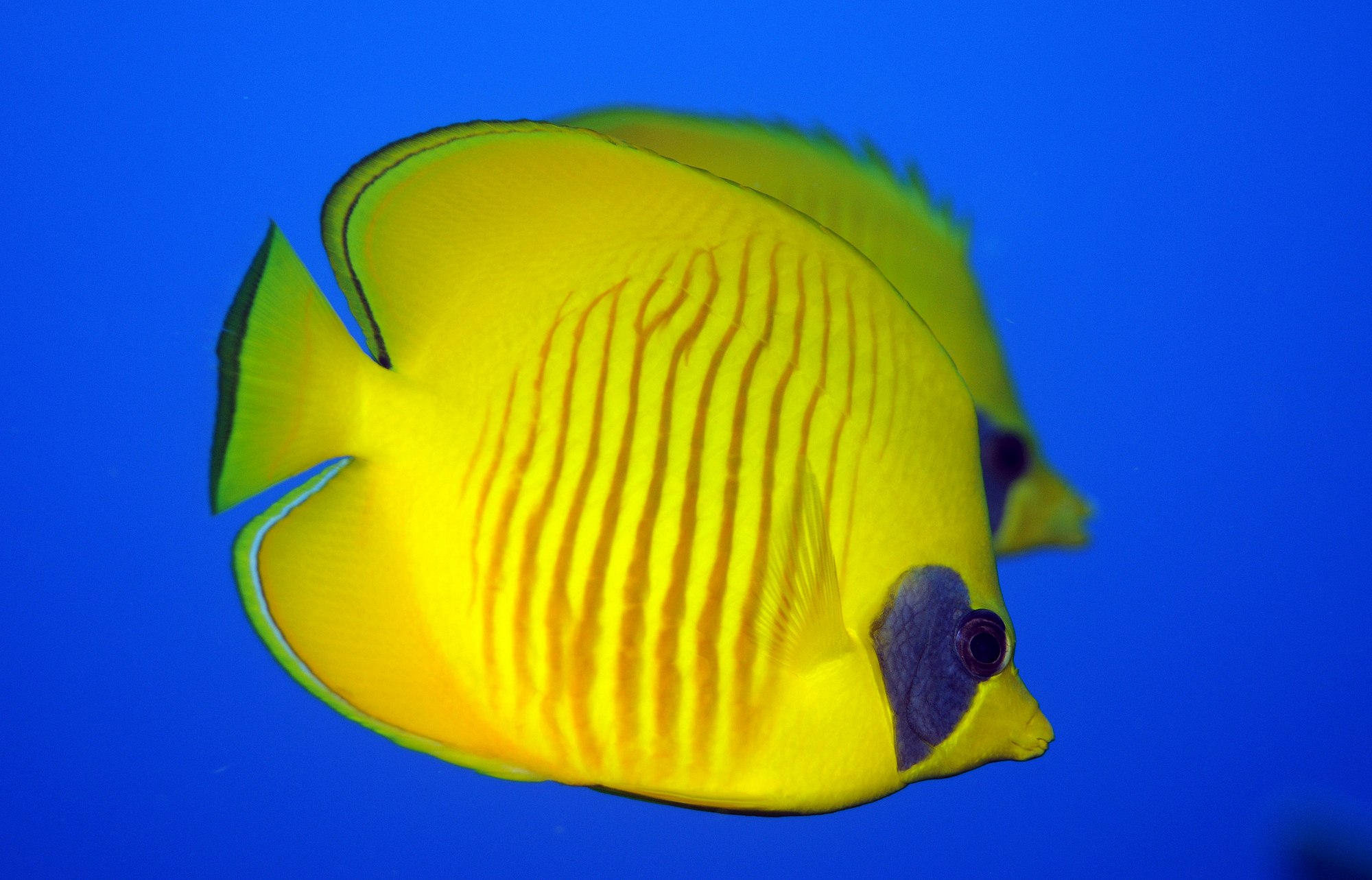 Egypte Marsa Nakari plongée poisson papillon masqué - Spots d'Evasion