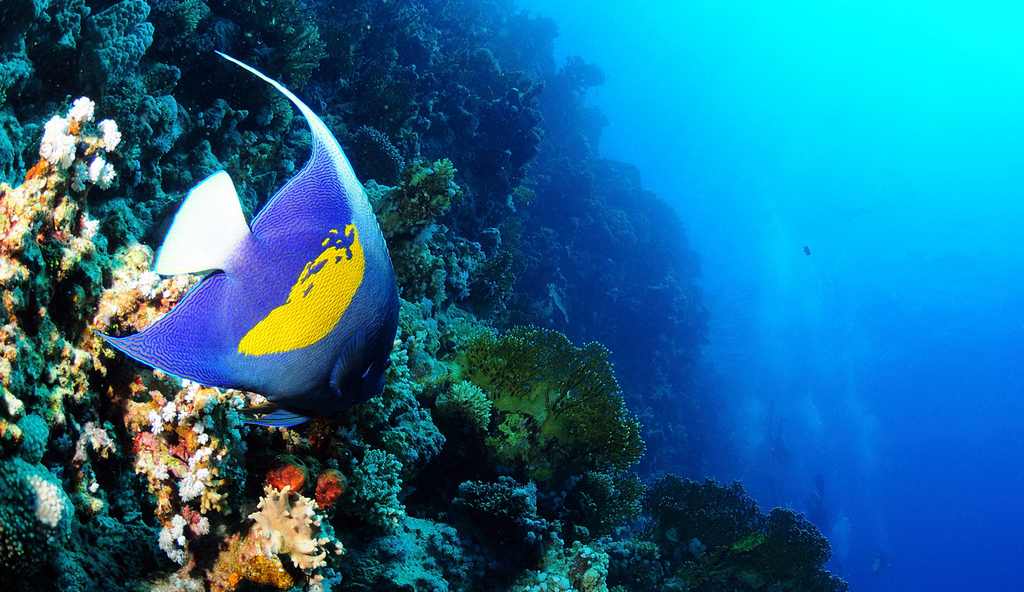 plongée Safaga poisson coloré - Spots d'Evasion