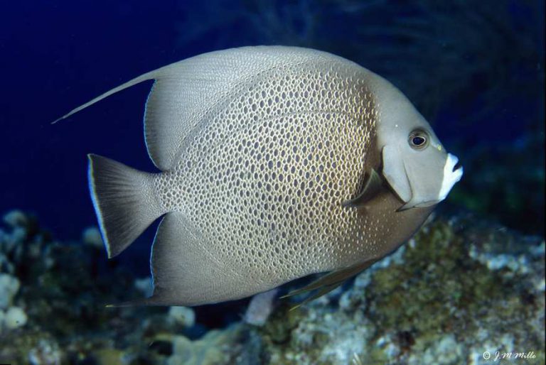 POISSON ANGE GRIS - Spots d'Evasion