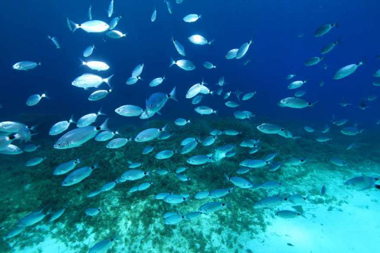 gozo fish - Spots d'Evasion