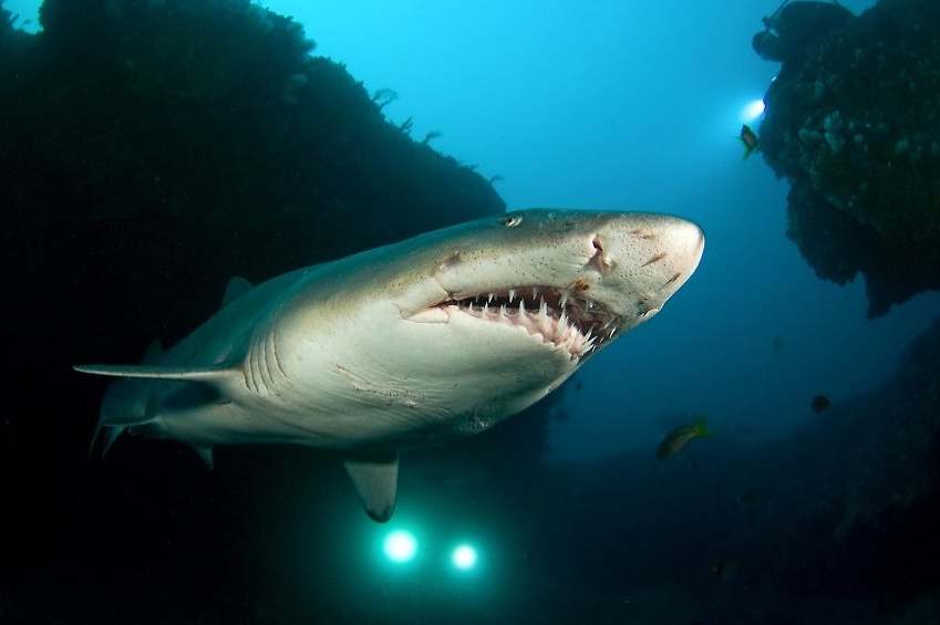 Voyage plongée requins - Afrique du Sud - Spots d'Evasion