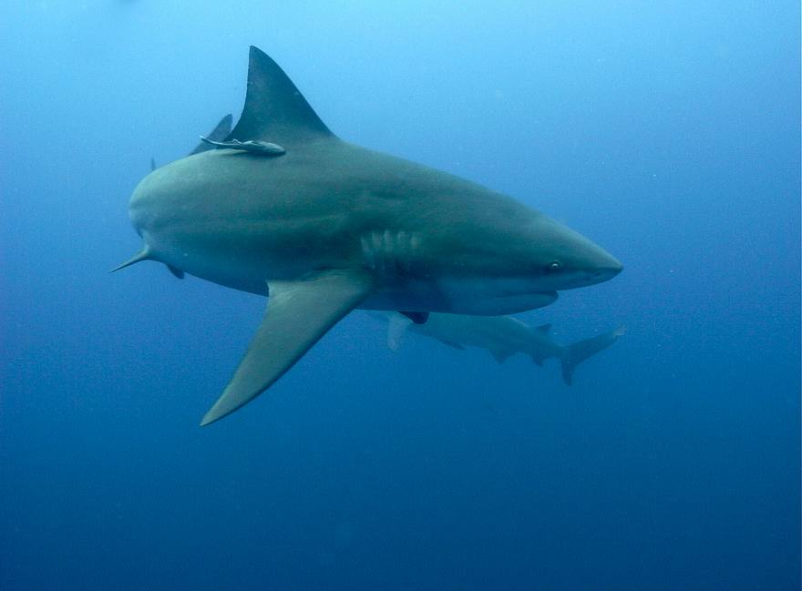 Plongée Protea Bank Requin océanique - Spots d'Evasion
