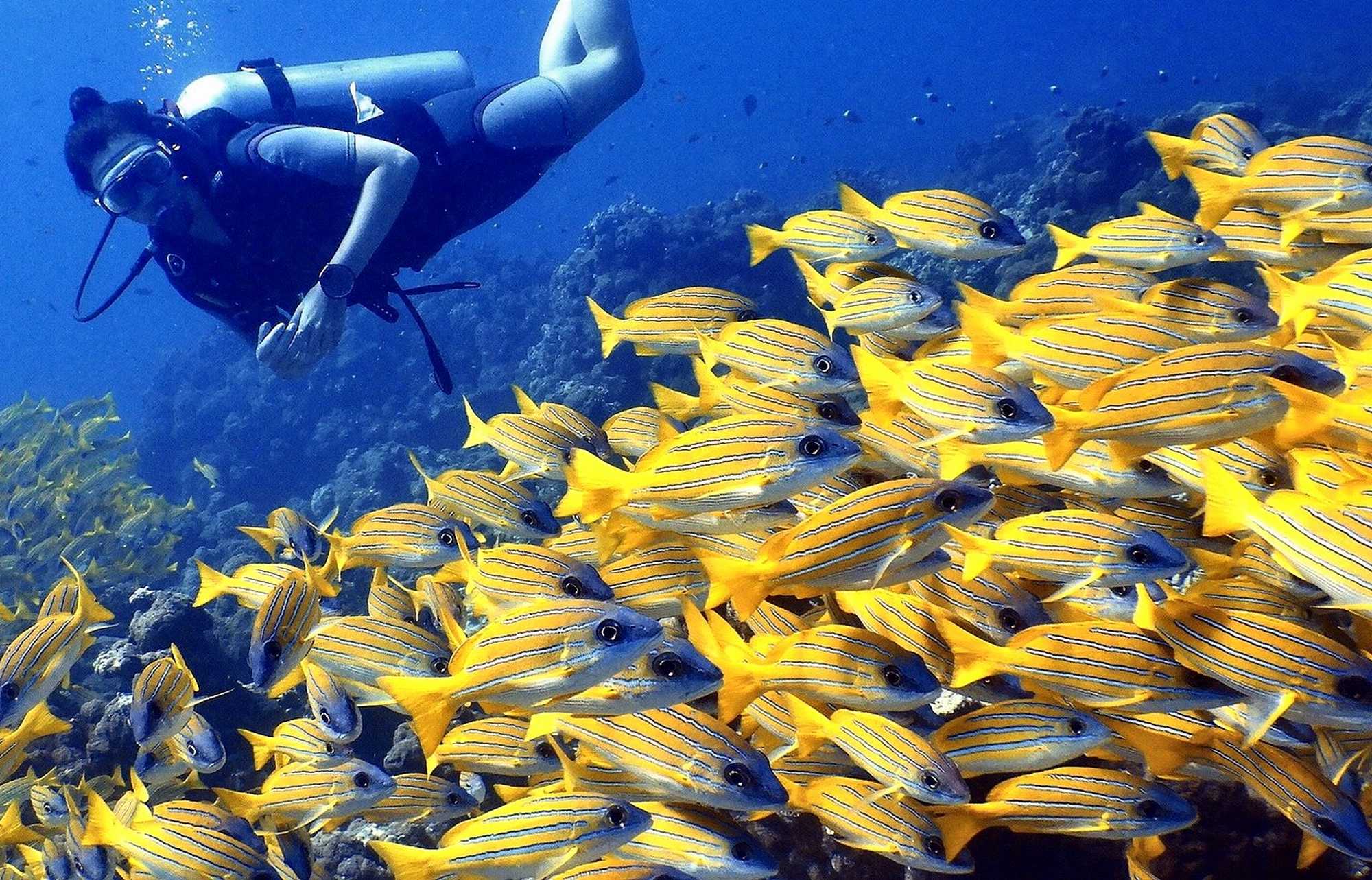 Voyage plongée sur l'île d'Hanimaadhoo - Nord Maldives - Spots d'Evasion